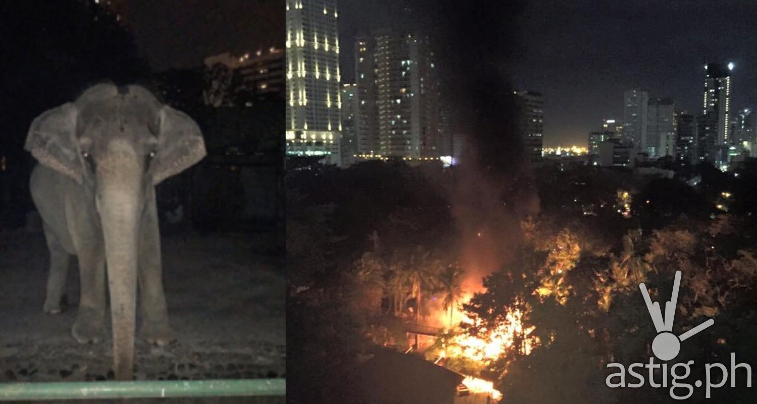 manila zoo fire – ASTIG: Philippine News & Reviews