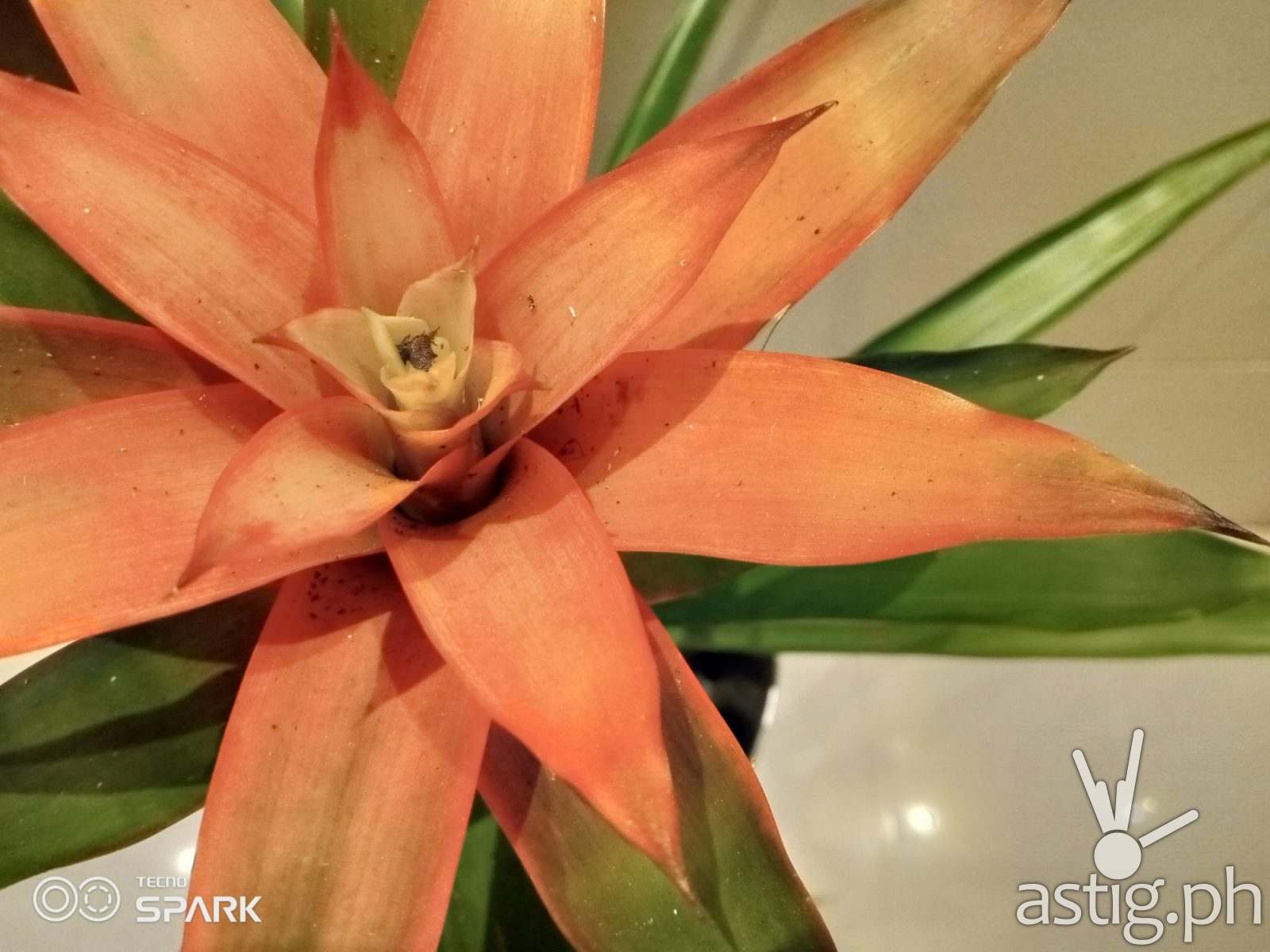 Indoor plants sample photo – TECNO Spark 6 Go (Philippines) – ASTIG ...