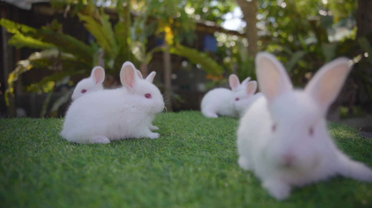 Noli de Castro features Pinoy dishes using rabbit’s meat in the latest ...