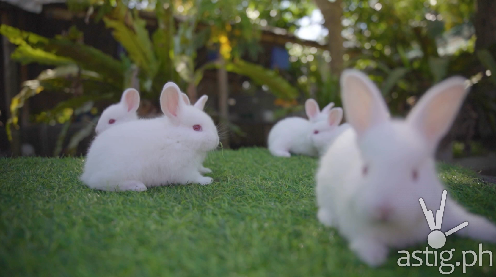 Noli de Castro features Pinoy dishes using rabbit’s meat in the latest ...