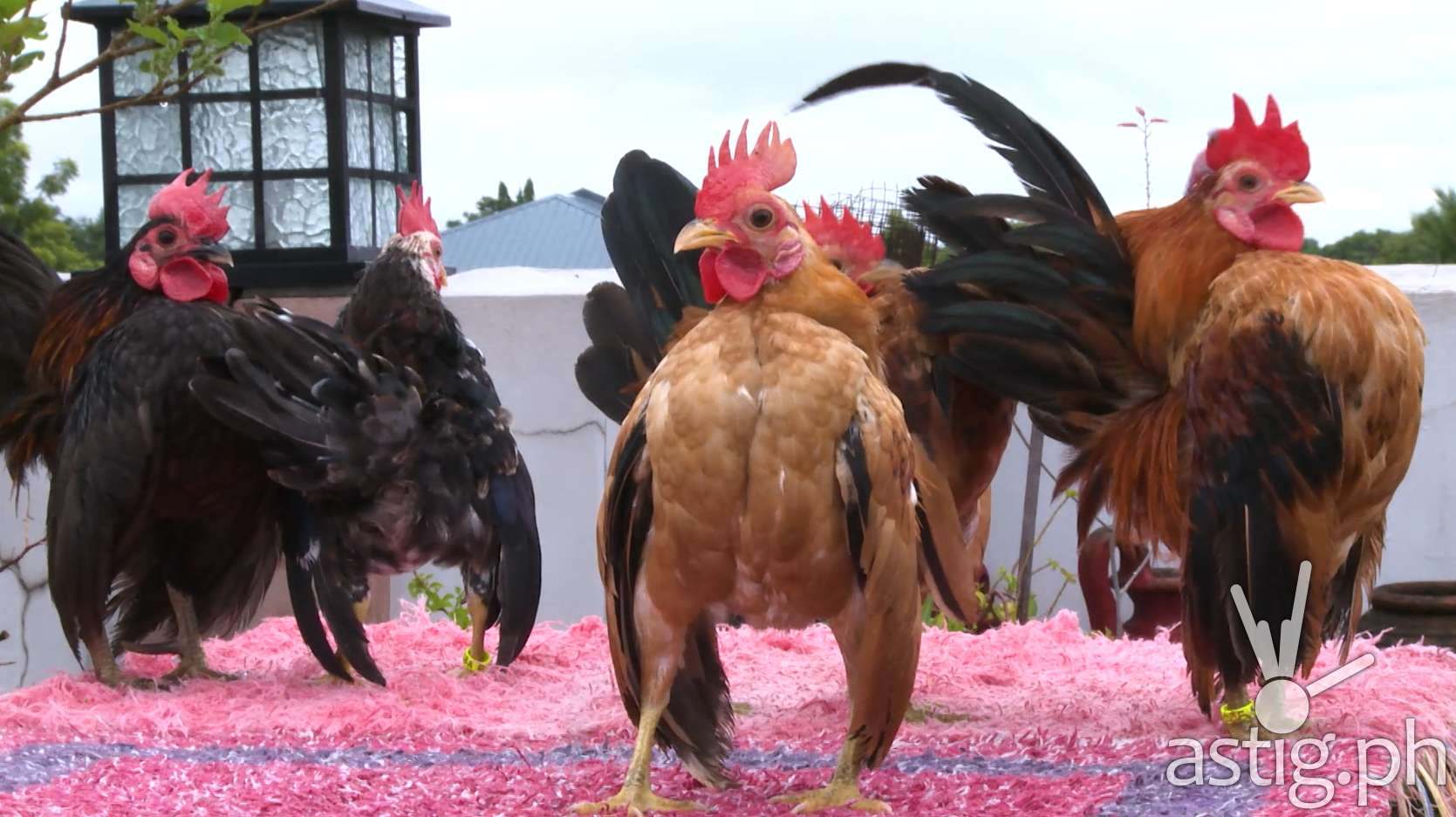 Noli de Castro encounters “fancy” chickens in the latest episode of ...
