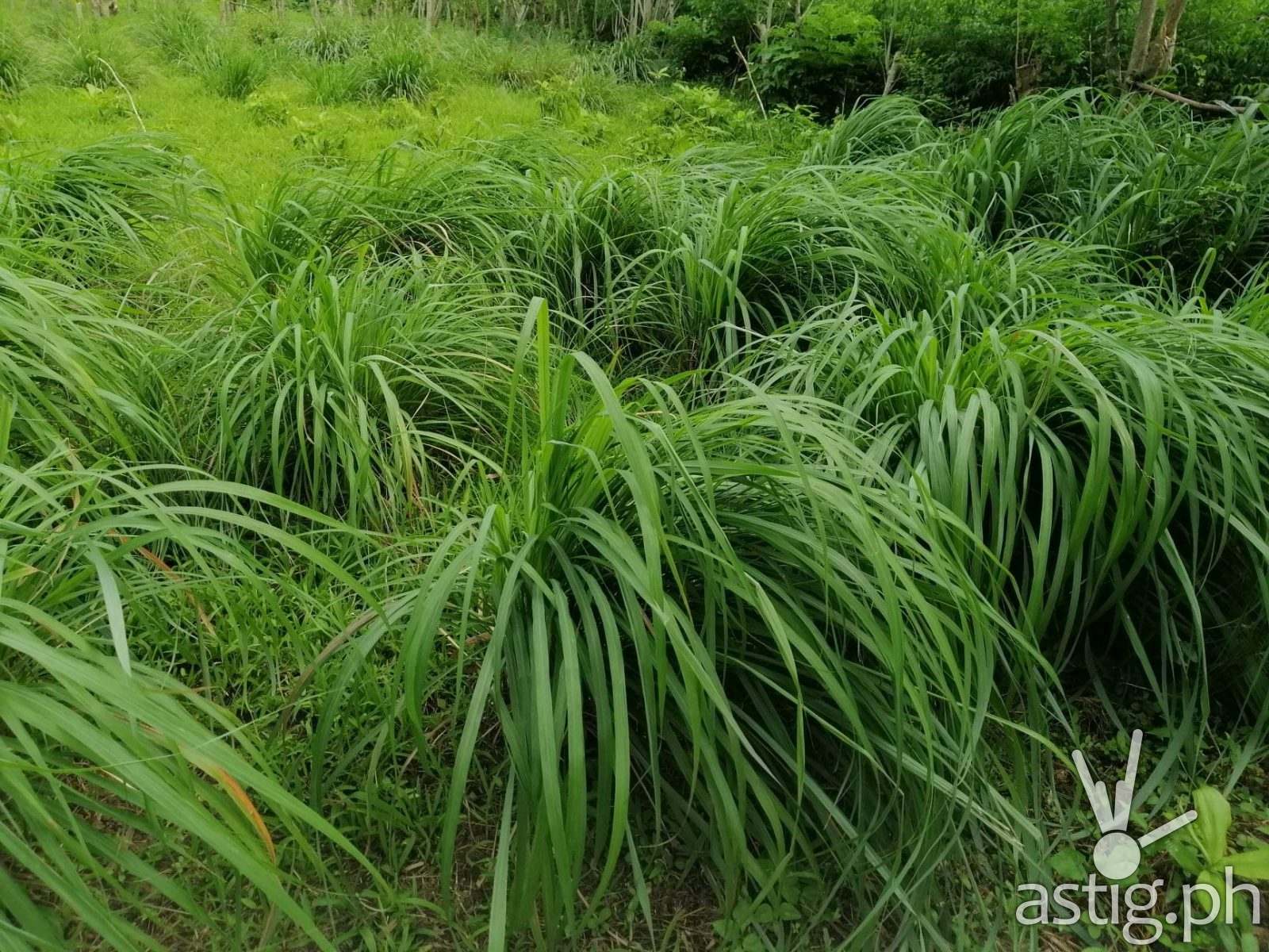 Herbal-based Medicine Lagundi Continues its Quest for Good Health ...