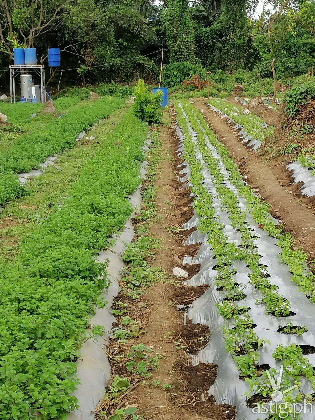 Herbal-based Medicine Lagundi Continues its Quest for Good Health ...