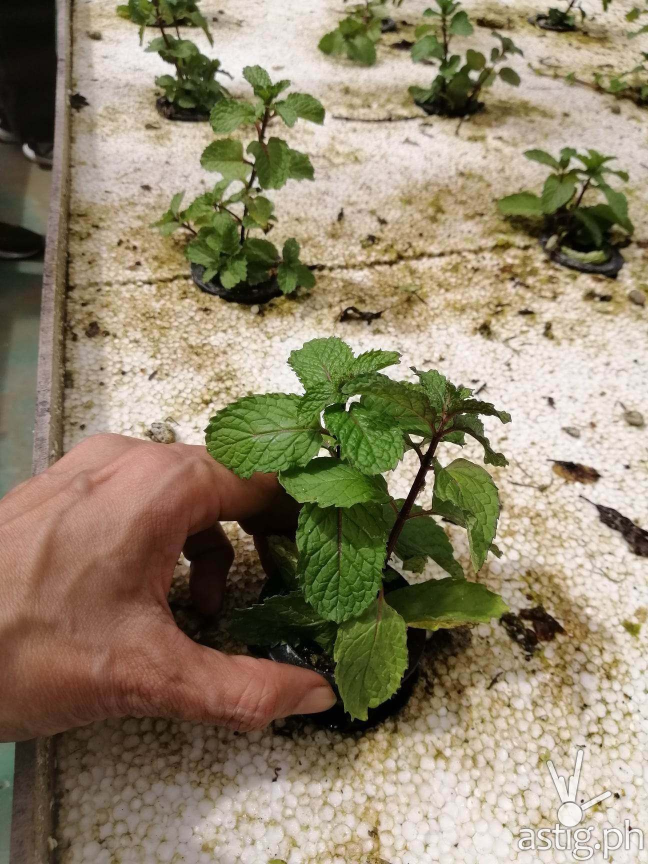 Herbal-based Medicine Lagundi Continues its Quest for Good Health ...