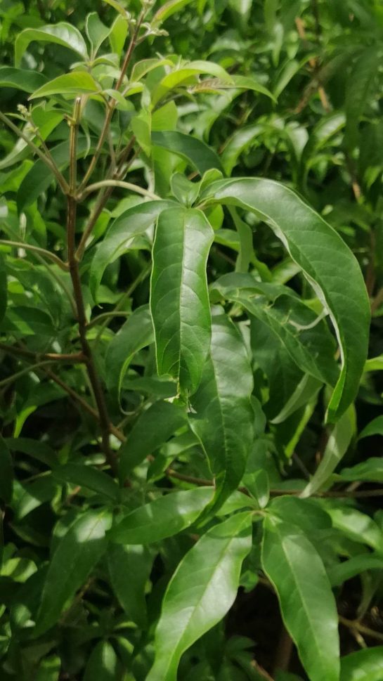 Herbal-based Medicine Lagundi Continues its Quest for Good Health ...