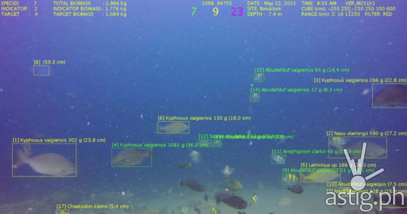 UP marine, computer scientists invent semi-automated fish monitoring ...