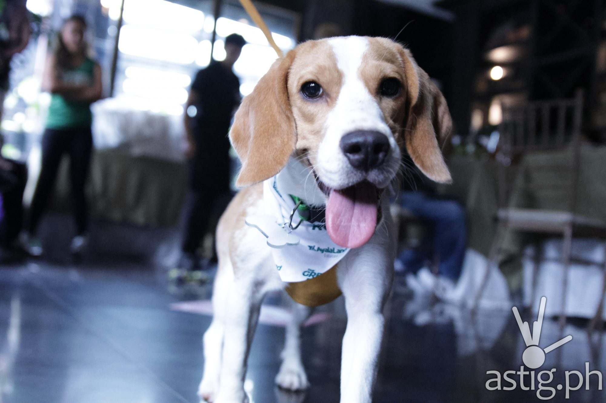 Dog Race etiquette: Do’s and Don’ts of doggie fun runs [guide] – ASTIG: Philippine News & Reviews