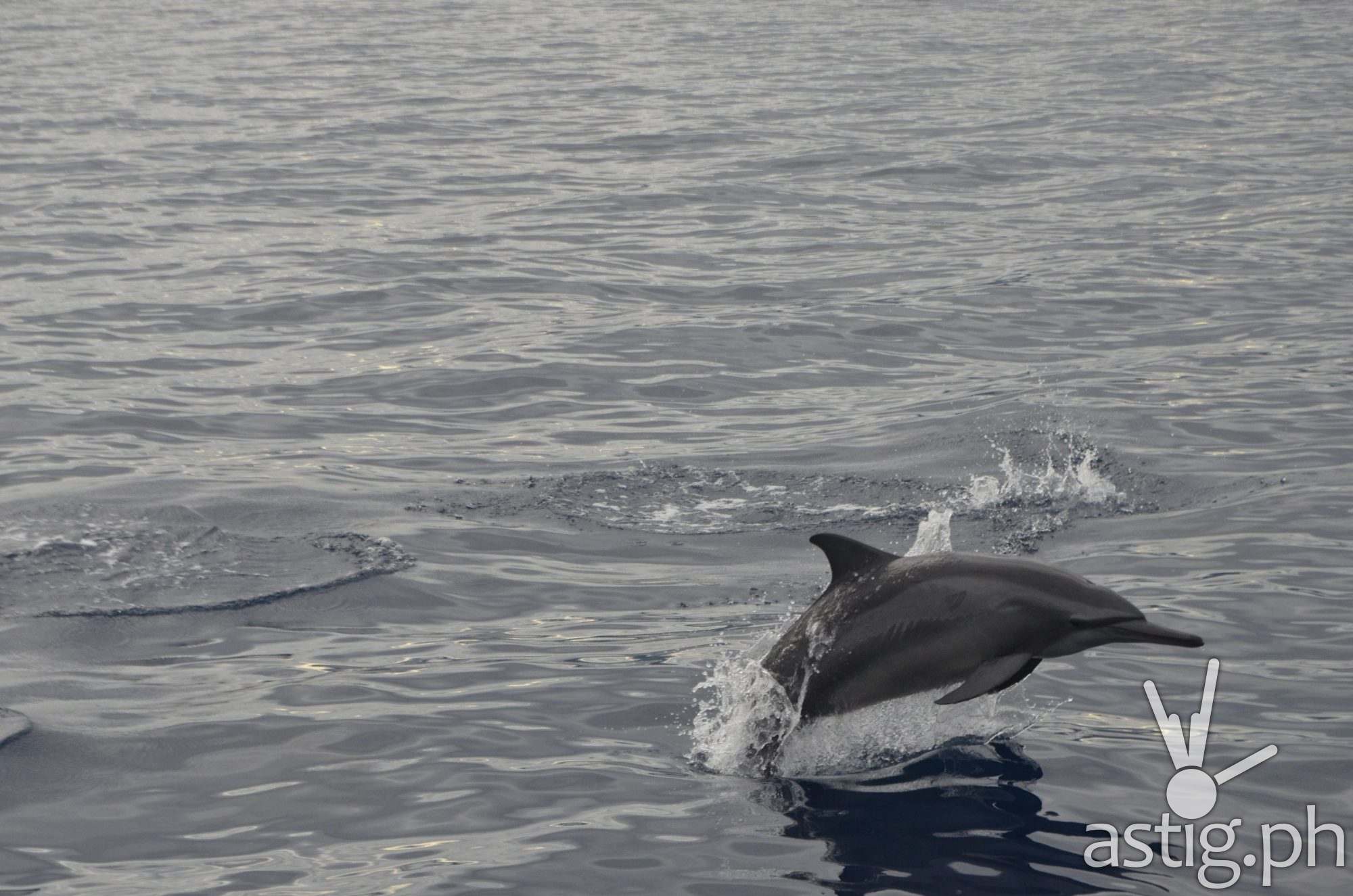 Tañon Strait dolphins declining and in peril – ASTIG: Philippine News ...