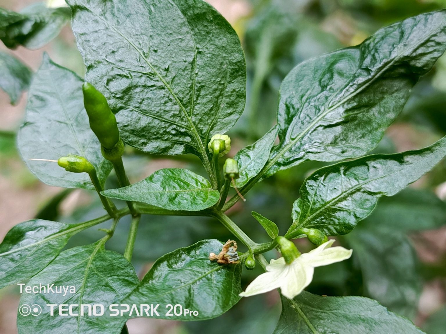 TECNO SPARK 20 Pro review: Chipset of the year! [video] – ASTIG ...