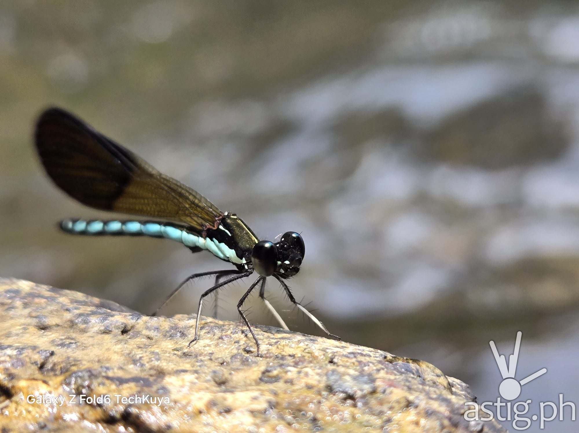 Dragonfly closeup – Galaxy Z Fold6 5G camera sample – ASTIG: Philippine ...